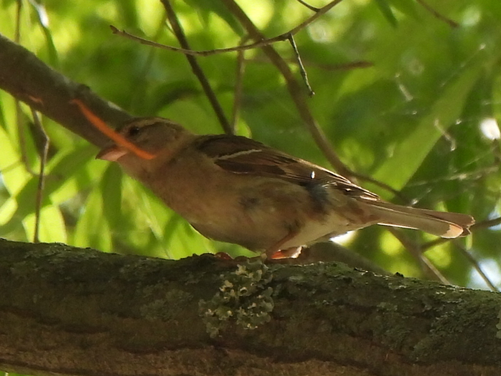 House Sparrow from Northwest Washington, Washington, DC, USA on June 4 ...