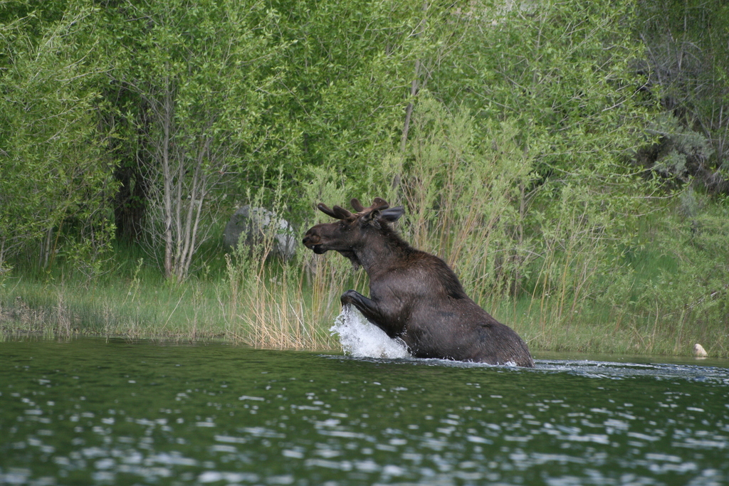 Shiras Moose from Sandy, UT, USA on May 30, 2008 at 04:49 PM by ...