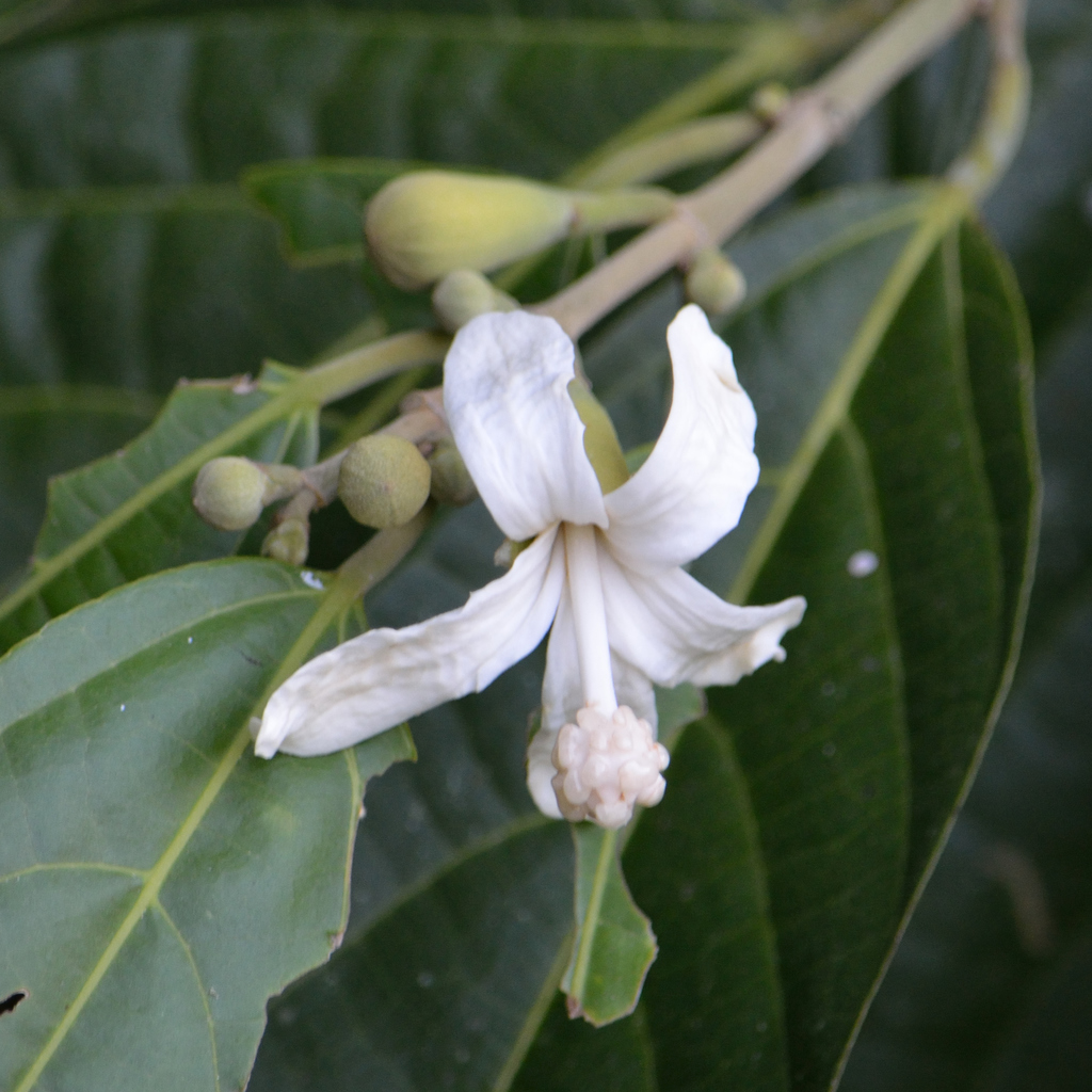 (Quararibea) - Botanical Realm