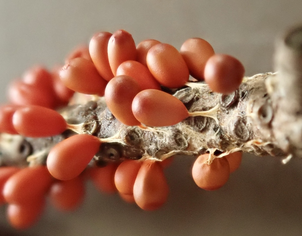 insect-egg slime (protozoans of the USA) · iNaturalist