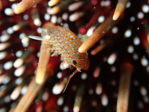 Exosphaeroma echinensis · iNaturalist