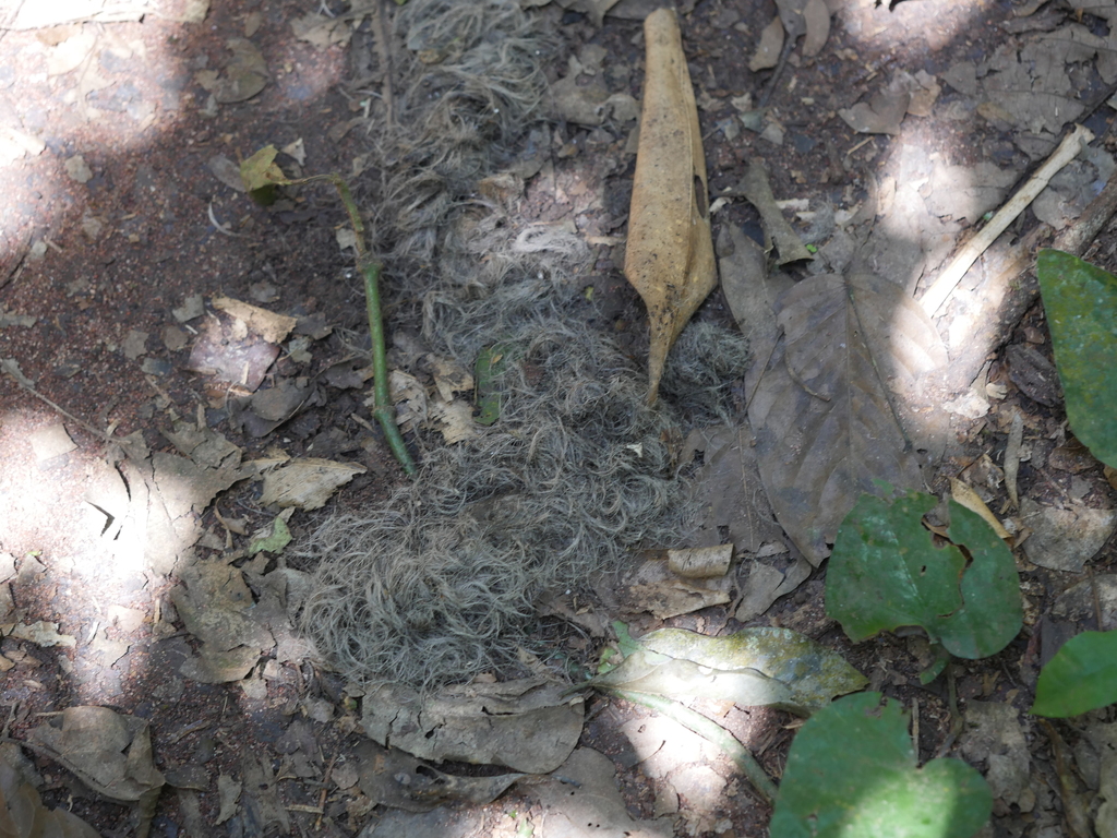 Leopard in November 2018 by Matt Muir. Leopard feces, with blue duiker ...