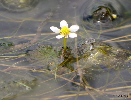 common water-crowfoot (GUIDEBOOK) · iNaturalist