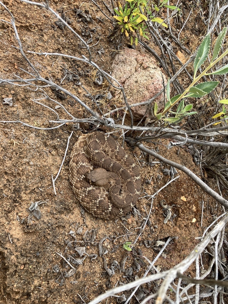 Red Diamond Rattlesnake from San Diego, CA, USA on June 4, 2023 at 09: ...