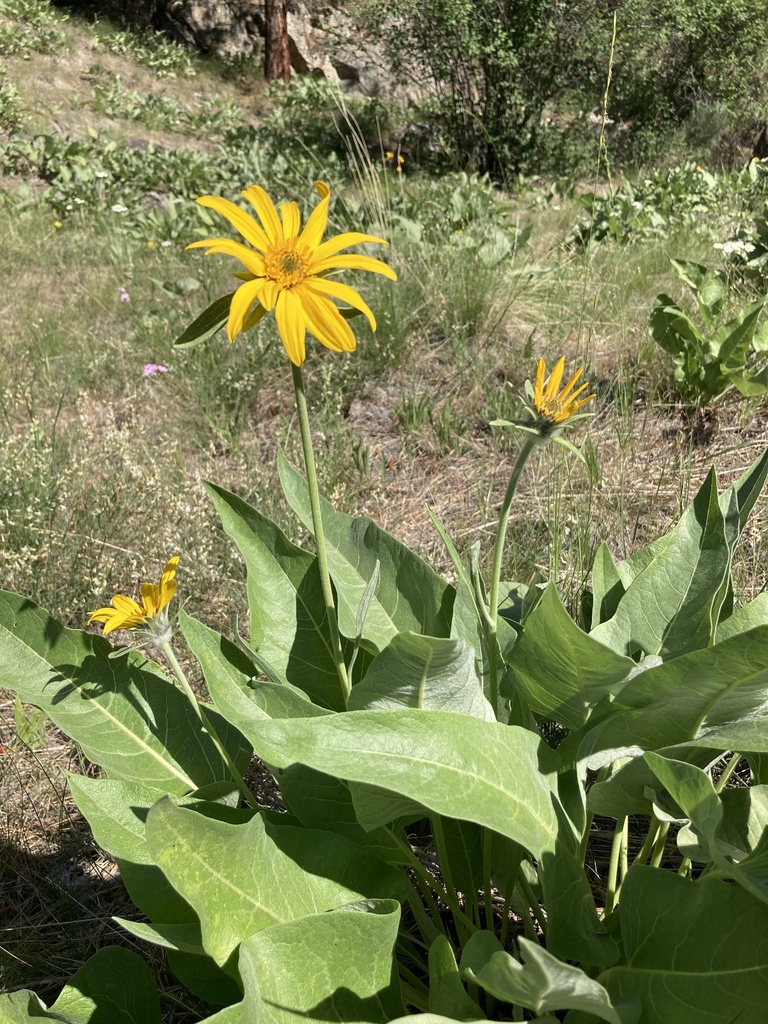 arrowleaf balsamroot from Okanagan-Similkameen, BC, CA on June 4, 2023 ...