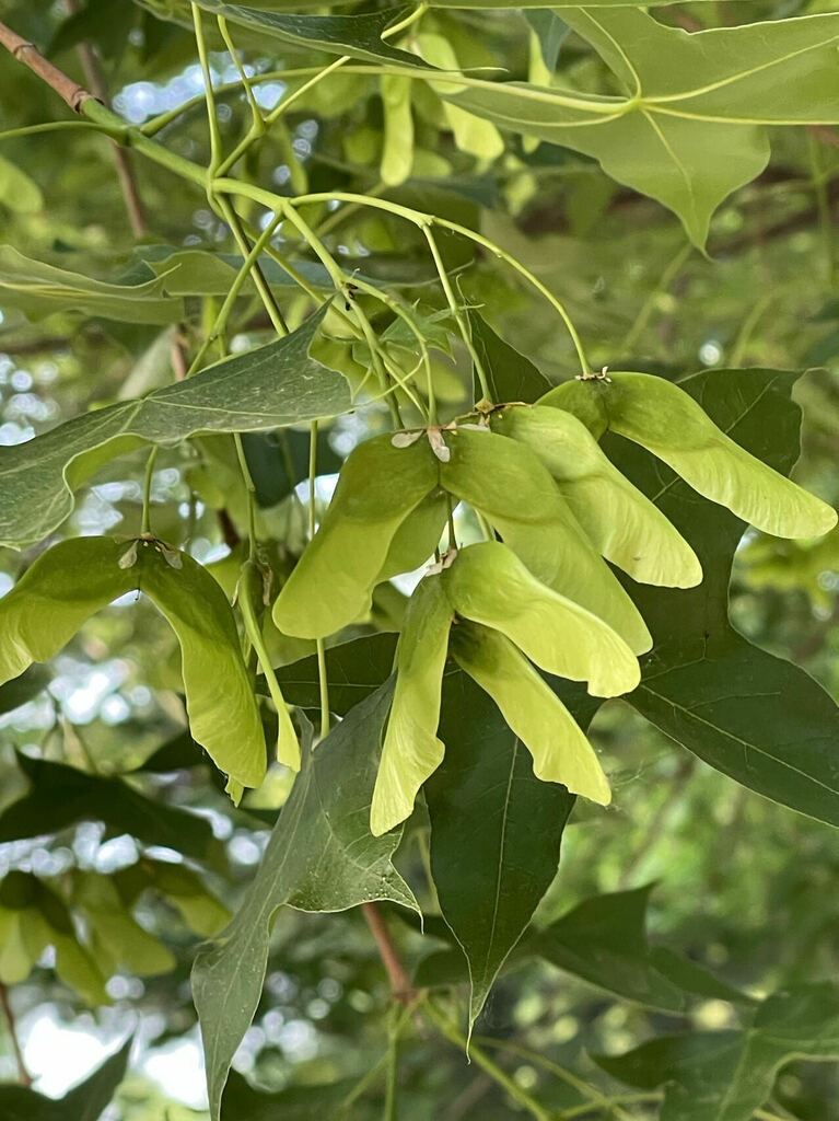 Shandong Maple from Huangsongyu Reservior, Pinggu District, China ...