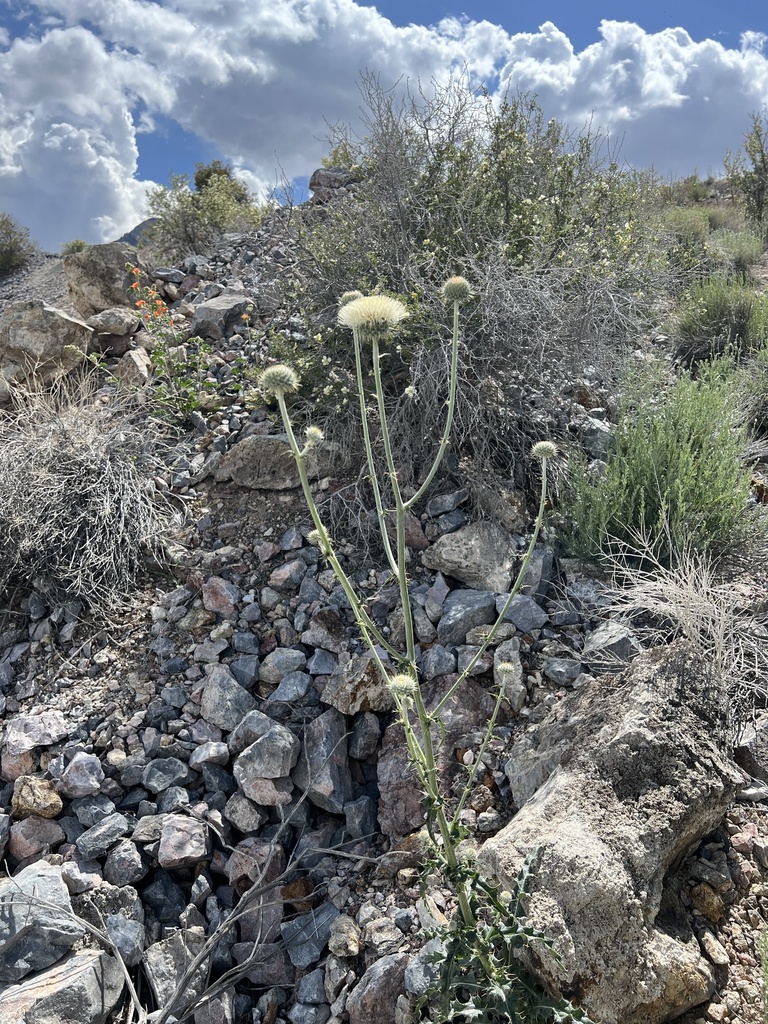 New Mexico thistle (Cirsium neomexicanum) - Botanical Realm