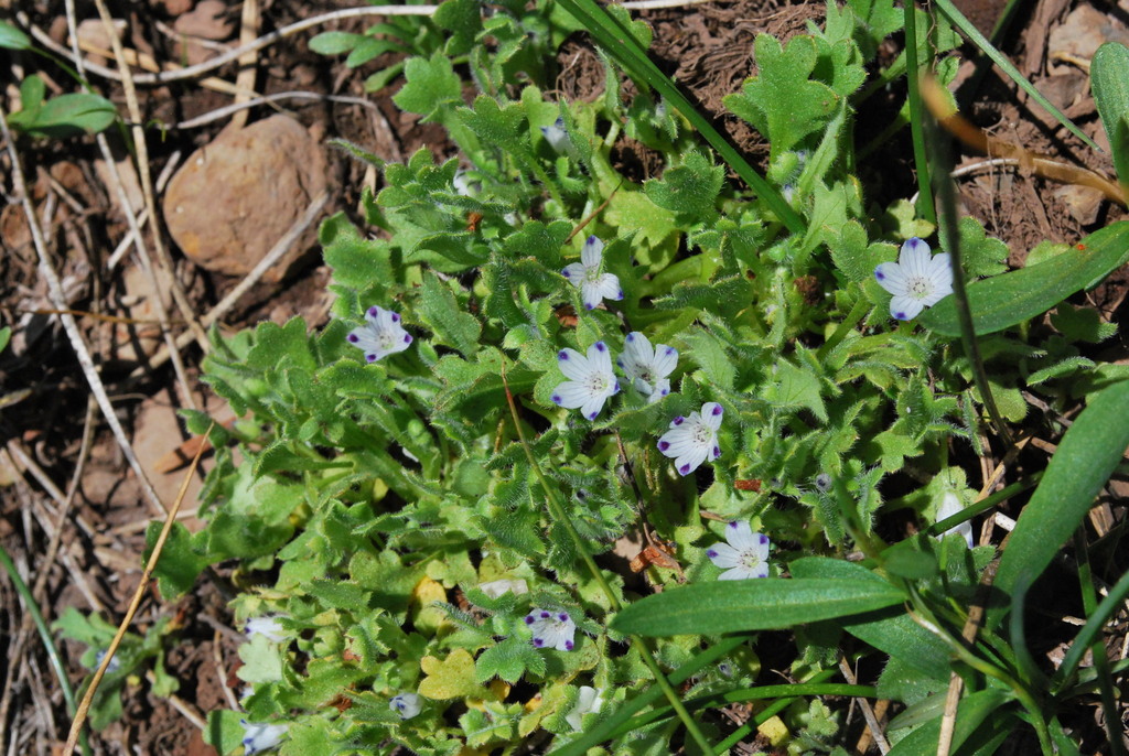 Sierra baby blue eyes from Tehama County, CA, USA on June 2, 2023 at 05 ...