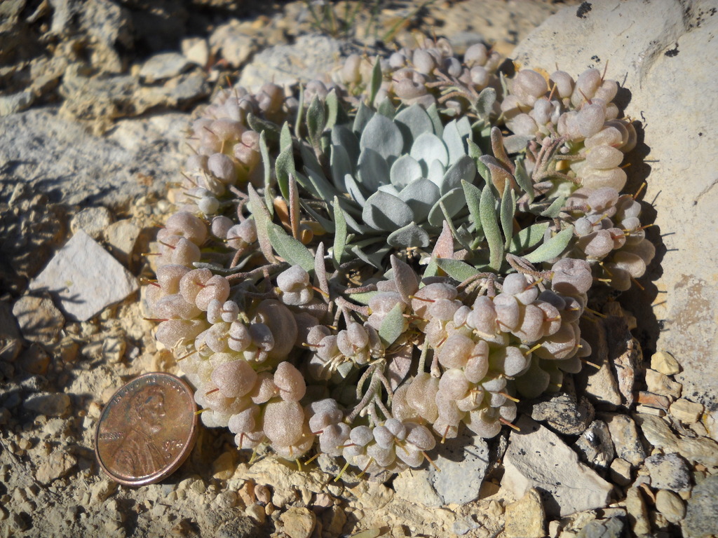 Tufted Twinpod in June 2010 by Walter Fertig. Physaria condensata in ...