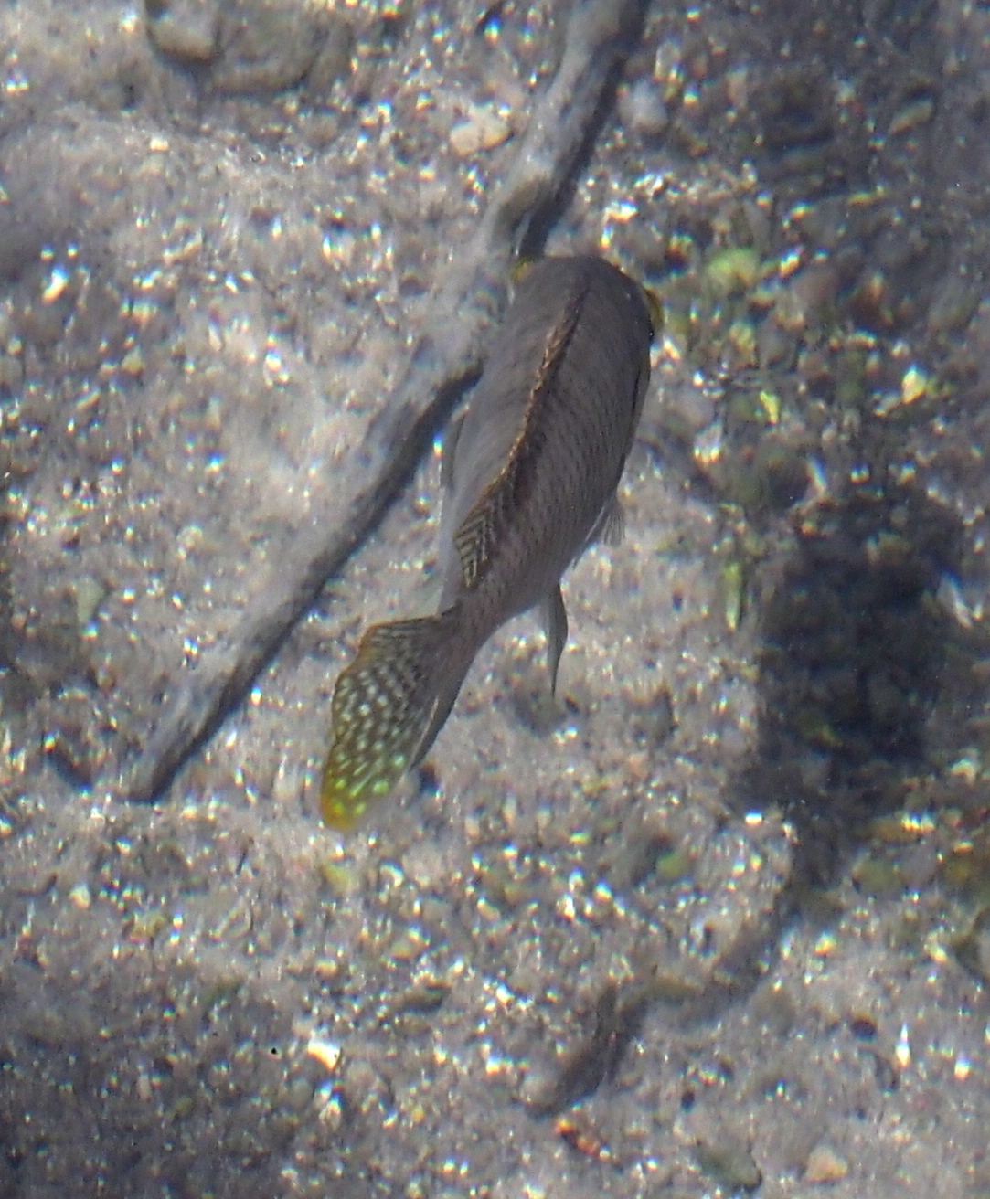 Coptodon zillii (Gervais, 1848)