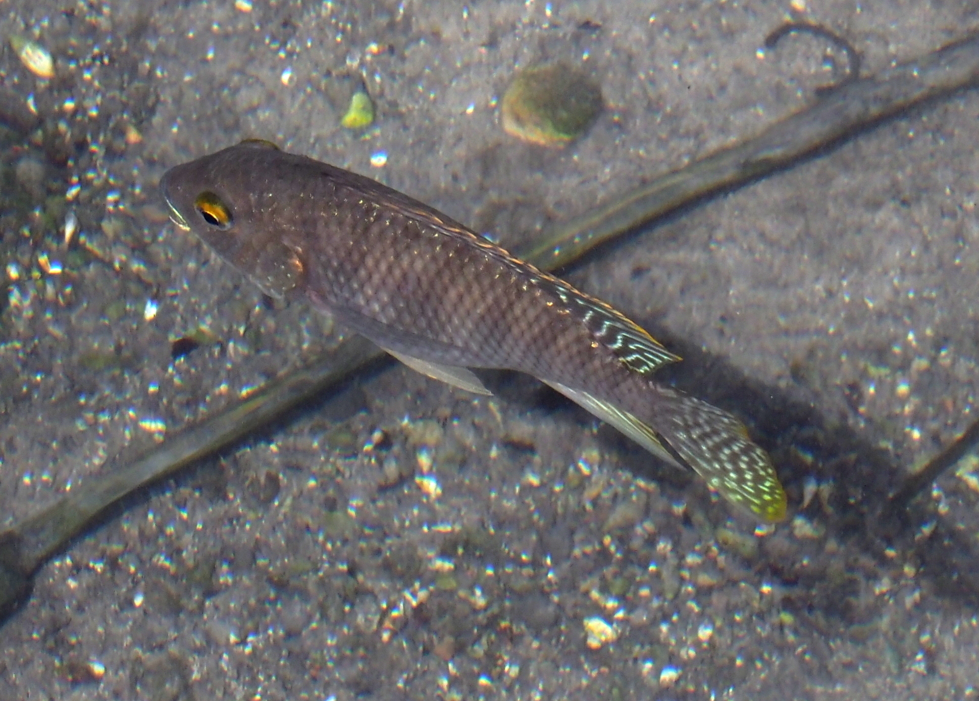 Coptodon zillii (Gervais, 1848)