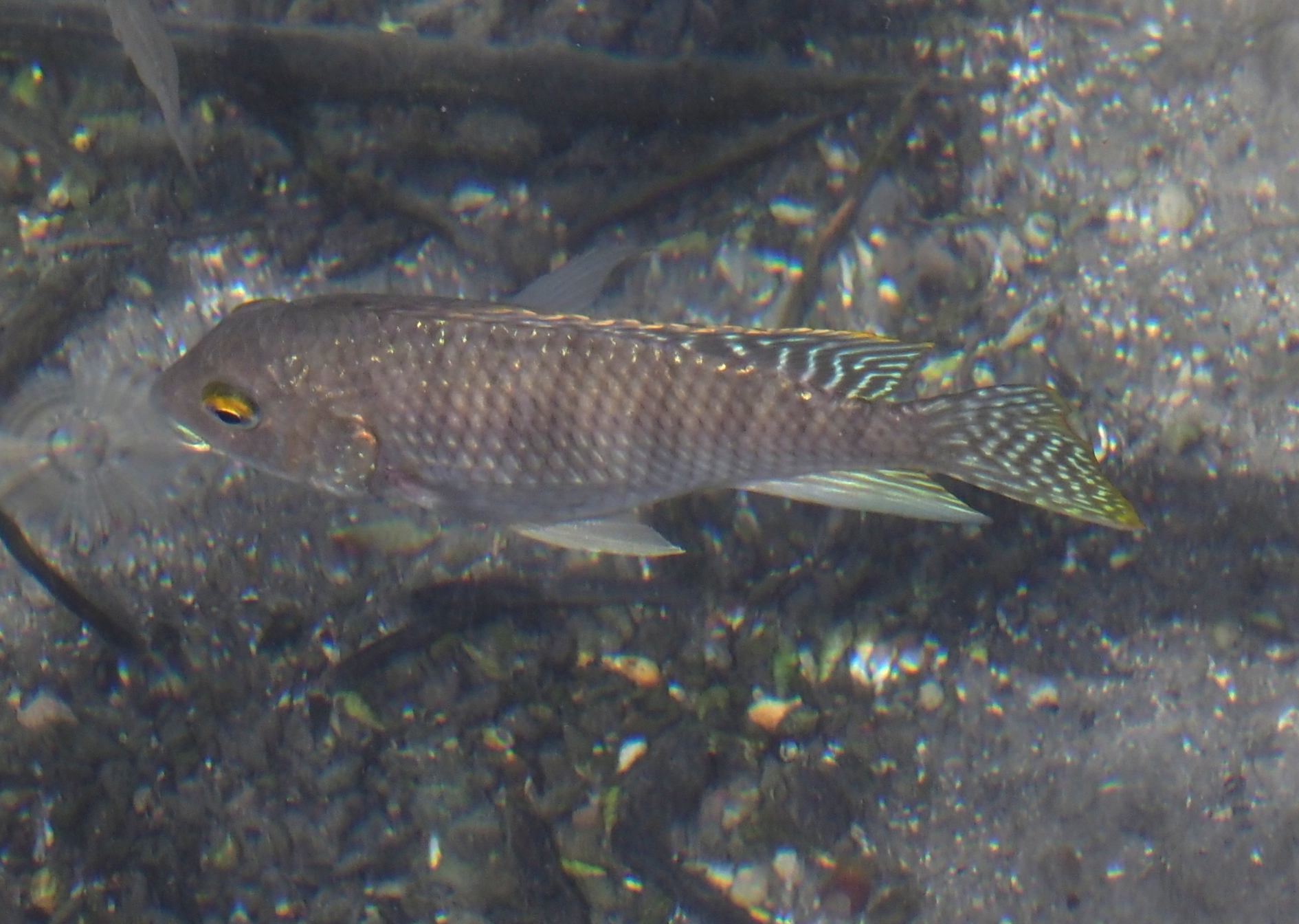 Coptodon zillii (Gervais, 1848)