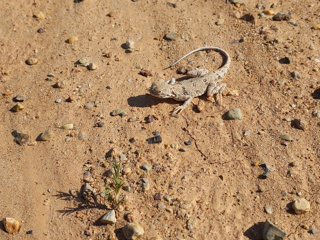 Phrynocephalus guttatus alpherakii from Panfilovskiy, KZ-AA, KZ on May ...
