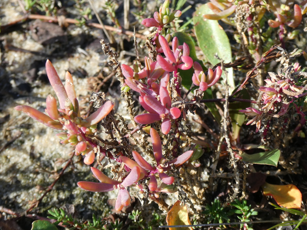 Austral Seablite from Jam Jerrup VIC 3984, Australia on June 02, 2023 ...