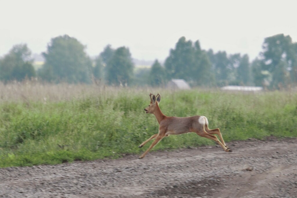 Eastern Roe Deer from Уфимский р-н, Респ. Башкортостан, Россия on June ...