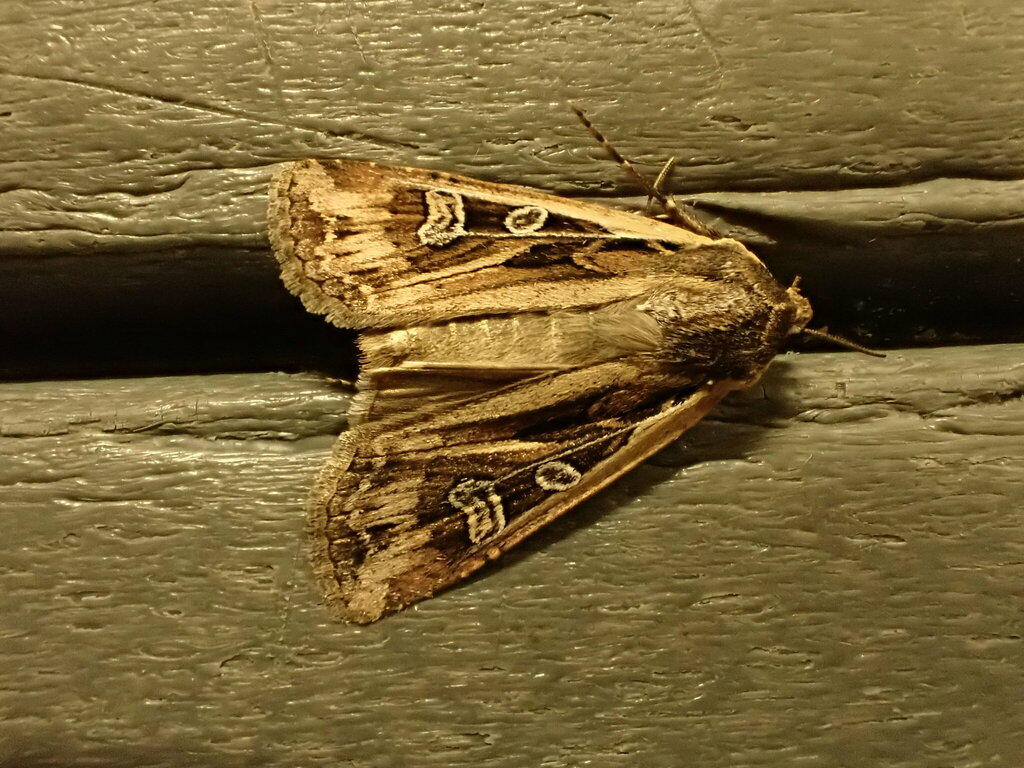 Army Cutworm Moth from Val Marie No. 17, SK S0N, Canada on May 29, 2023 ...