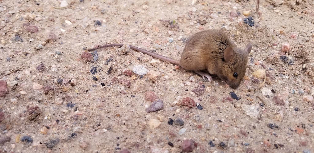 House Mouse in July 2022 by Nick Blues · iNaturalist