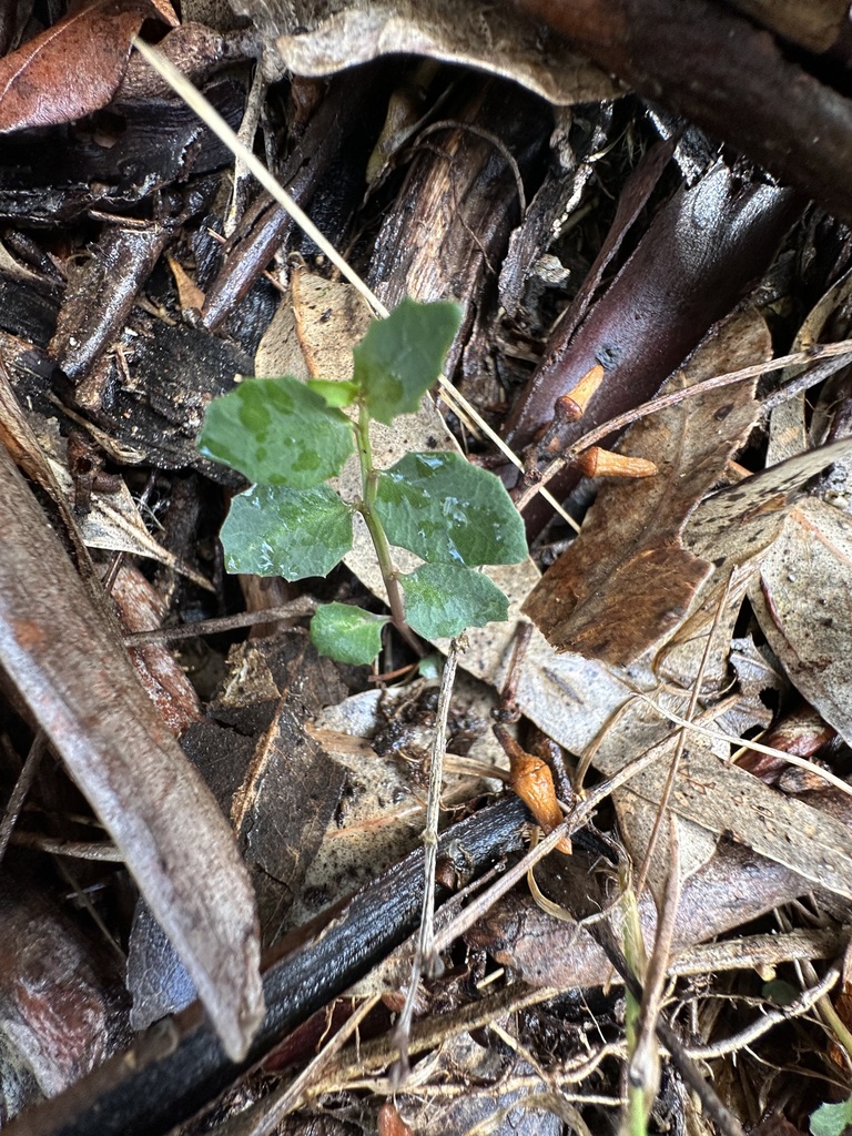 White Root in June 2023 by cwelden_ecp · iNaturalist