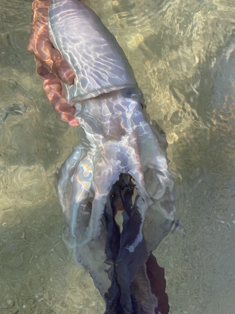 Indo-Pacific Violet Blanket Octopus from MX on June 4, 2023 at 05:56 PM ...