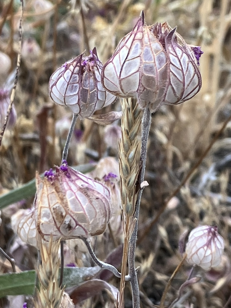 Windowpane monardella (Monardella venosa) - Botanical Realm