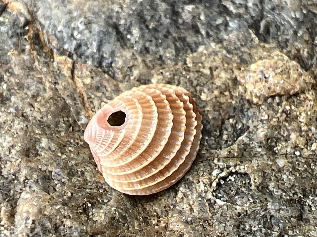 Timoclea scabra from Moonee Beach Nature Reserve, Sandy Beach, NSW, AU ...