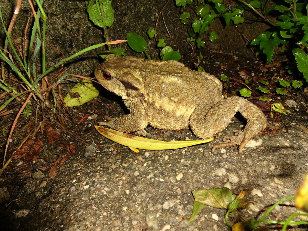 Spiny Toad from 30770 Arrigas, France on May 31, 2023 at 10:51 PM by ...