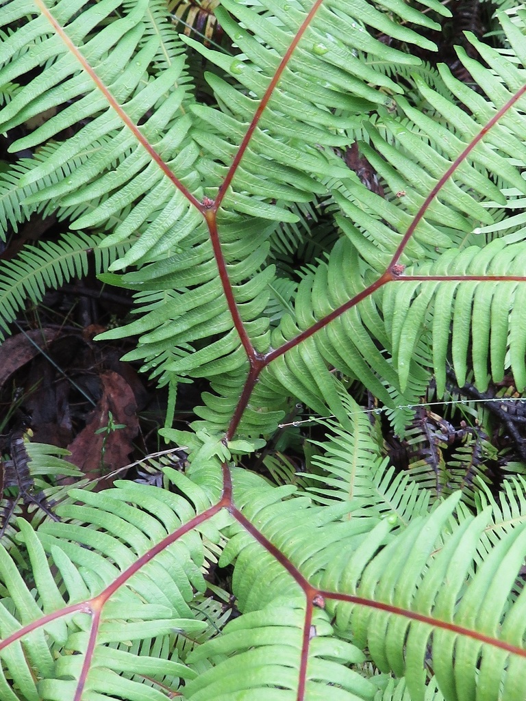 Spreading Fan-fern from Gardens of Stone SCA Lithgow NSW 2790 ...