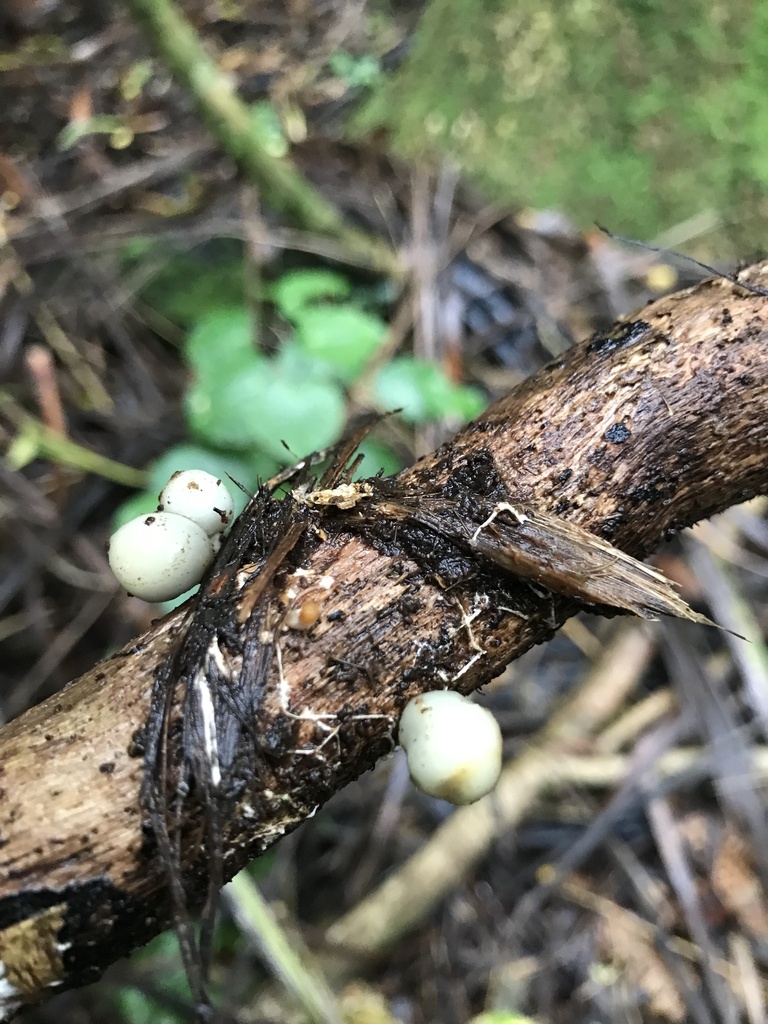Psilocybe weraroa from Jim Barnett Reserve, Putāruru, Waikato, NZ on ...