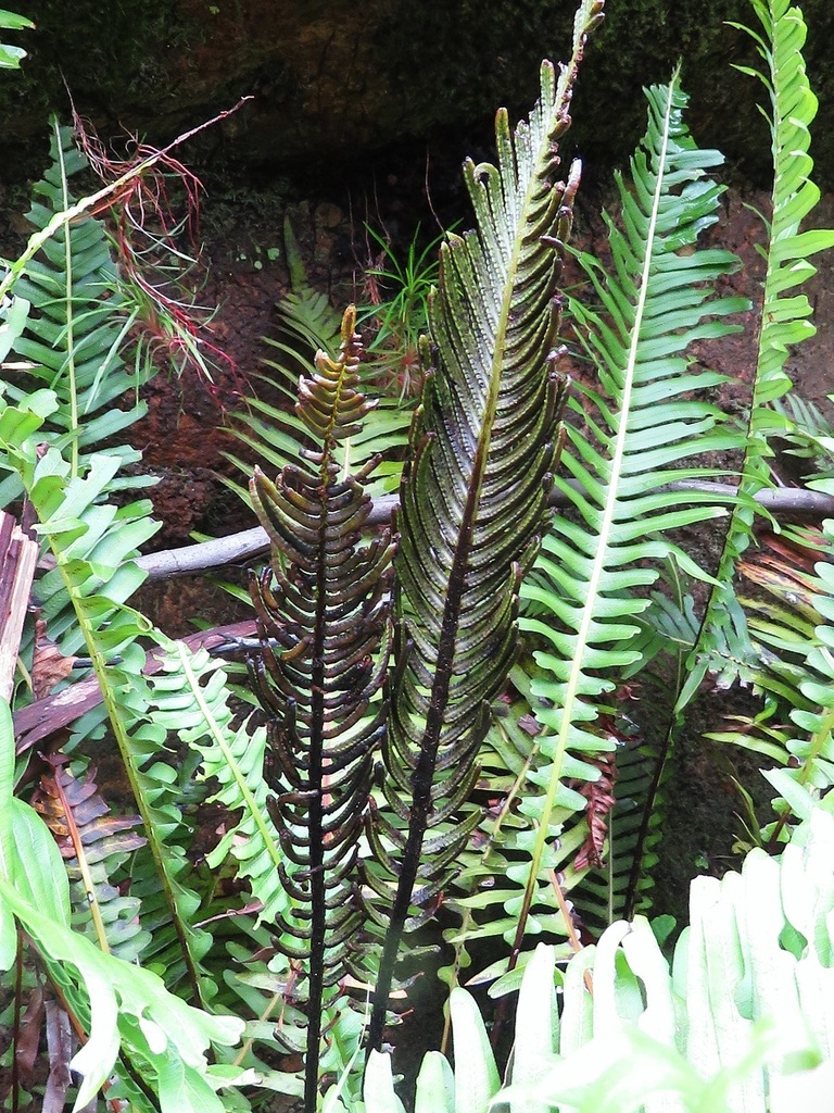 Fishbone water-fern from Gardens of Stone SCA Lithgow NSW 2790 ...