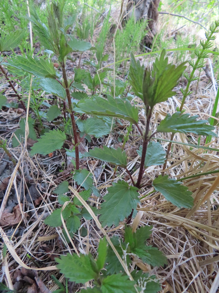 American stinging nettle from Whitehorse, YT, Canada on June 4, 2023 at ...