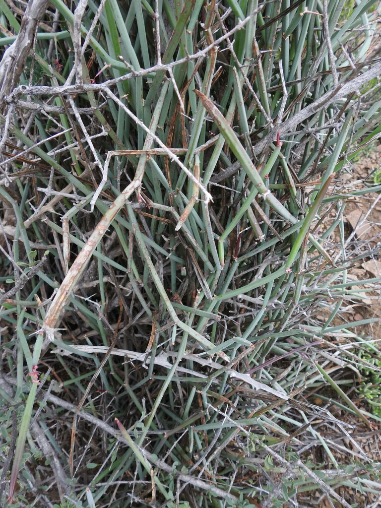 square-stemmed pelargonium from Garden Route District Municipality ...