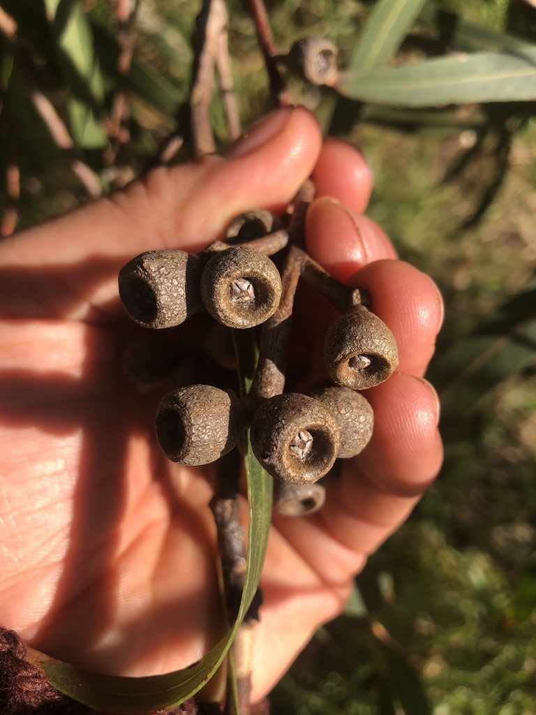 mountain grey gum from Colac Otway Shire, Skenes Creek, VIC, AU on June ...