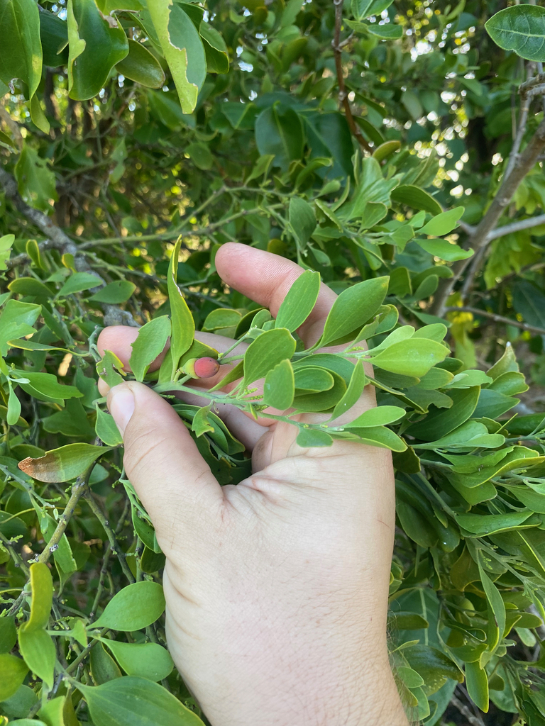 Broad Leaved Native Cherry from The Percy Group QLD 4707, Australia on ...