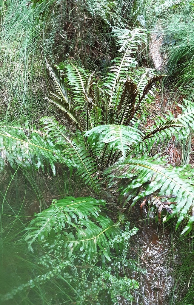 Fishbone water-fern from Kanimbla NSW 2790, Australia on June 04, 2023 ...
