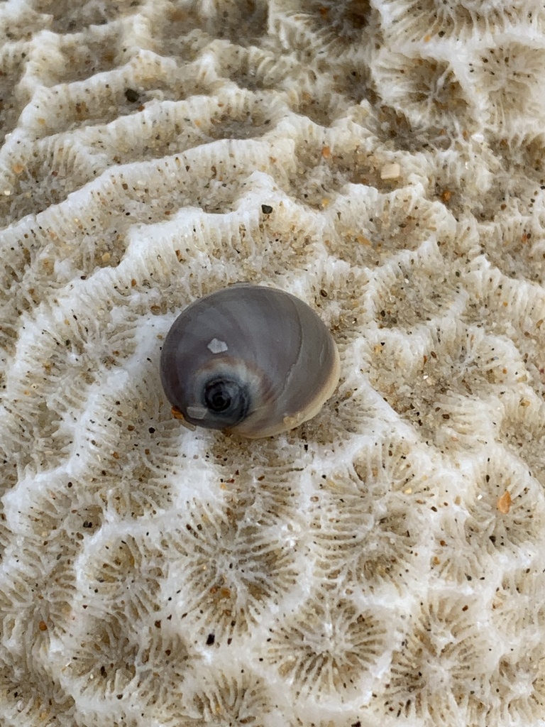 Conuber melastoma from Bonville Creek & Beach, Bundagen, NSW, AU on ...