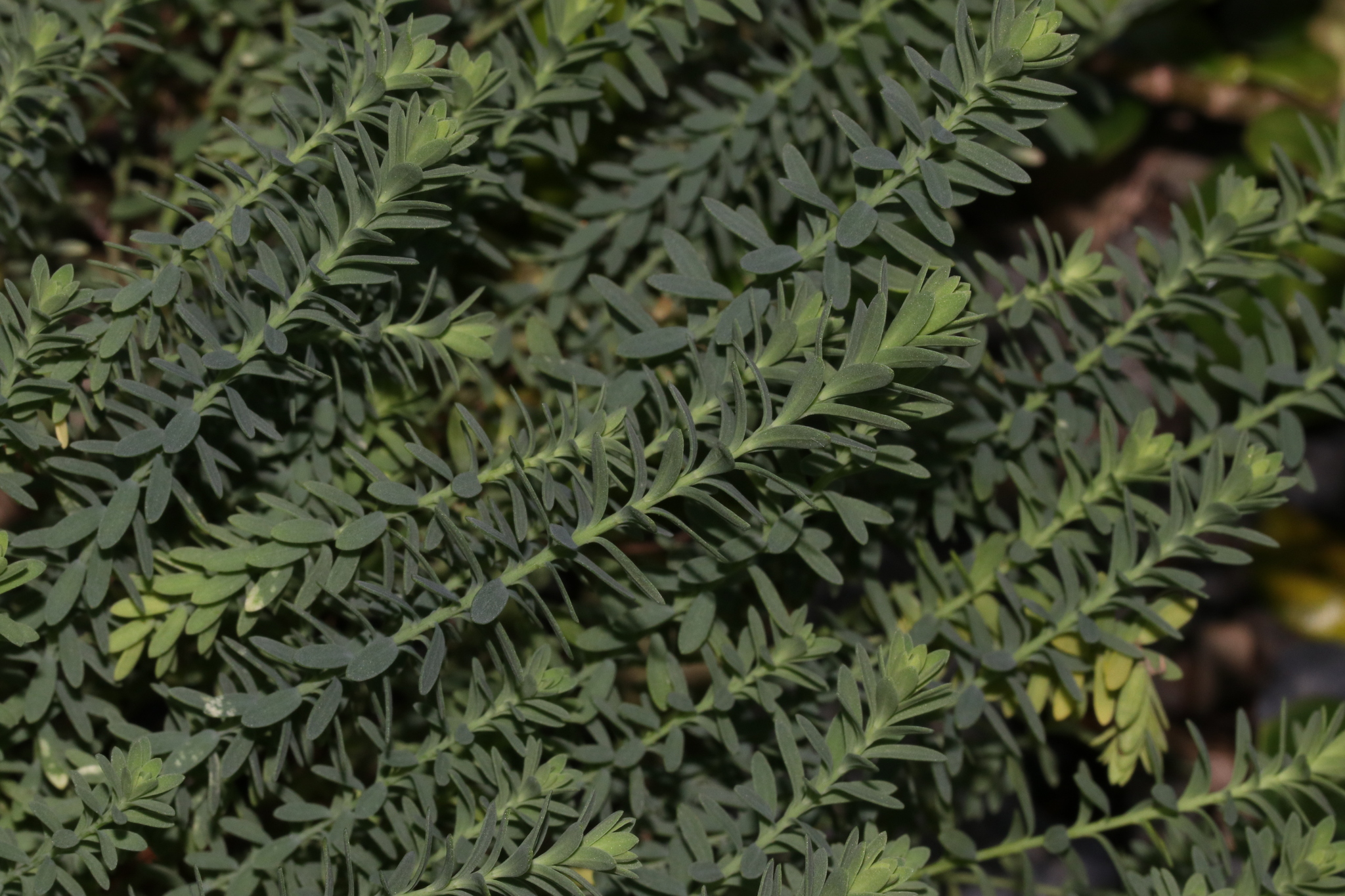 Linum monogynum G.Forst.