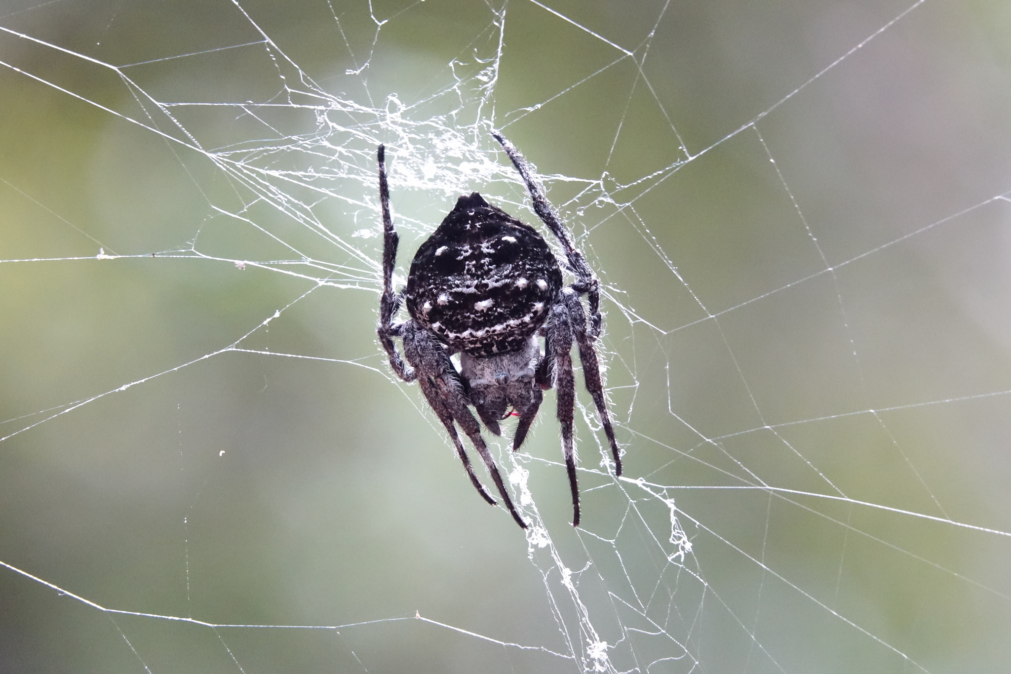Caerostris darwini Kuntner & Agnarsson, 2010