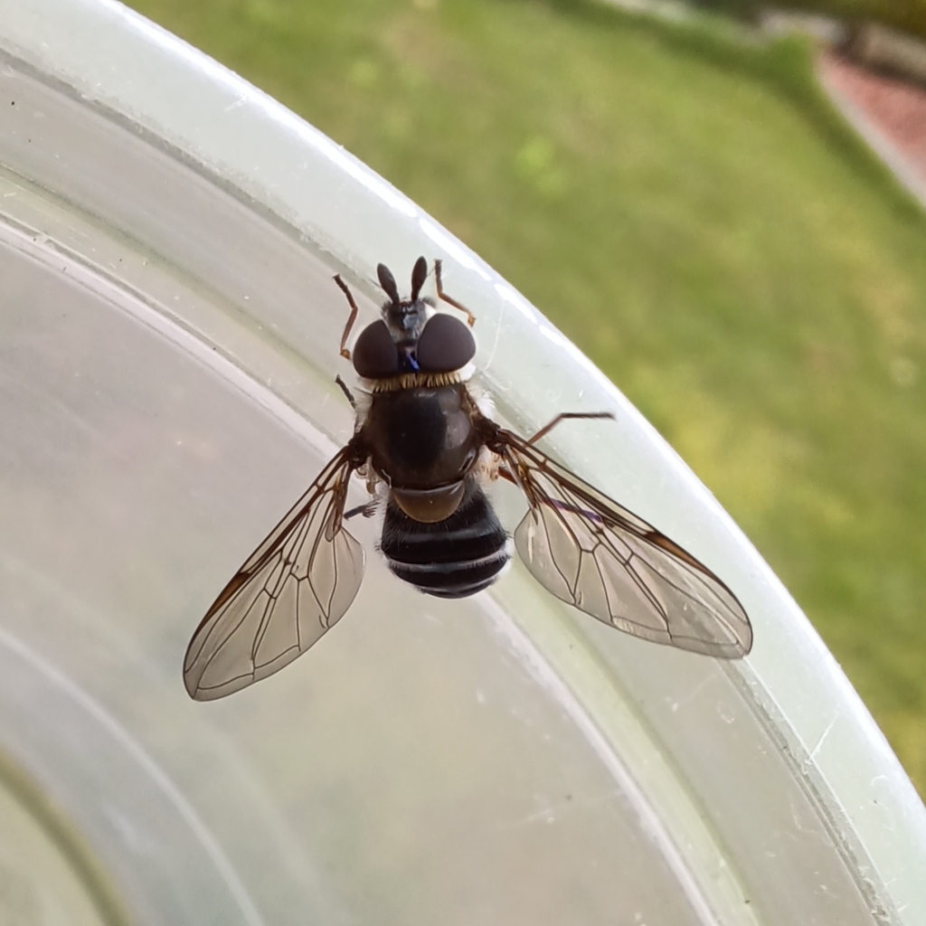 Hover Flies from South West Rocks NSW 2431, Australia on June 05, 2023 at 02:01 PM by Nells ...