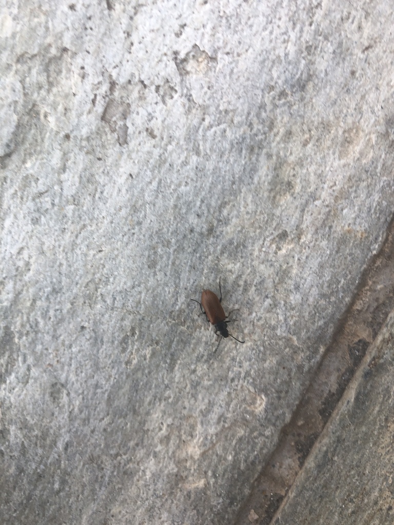 Omophlus from Σκόπελος, Λουτράκι, Θεσσαλίας, GR on June 5, 2023 at 12: ...