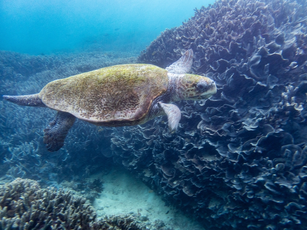 Loggerhead Sea Turtle in June 2023 by The Life of Py · iNaturalist
