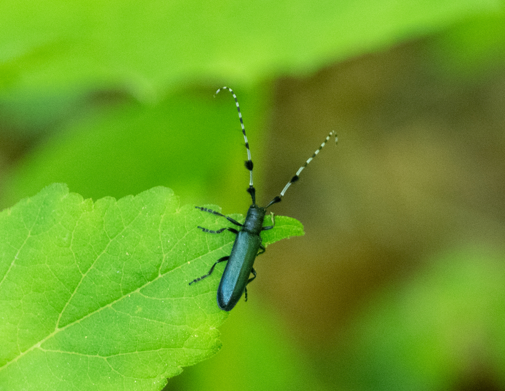 Agapanthia amurensis from 中国北京市门头沟区 on June 3, 2023 at 08:14 AM by ...