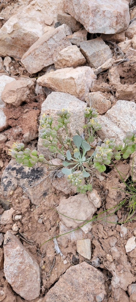 Double Bladderpod from Grand Junction, CO 81507, USA on May 31, 2023 at ...