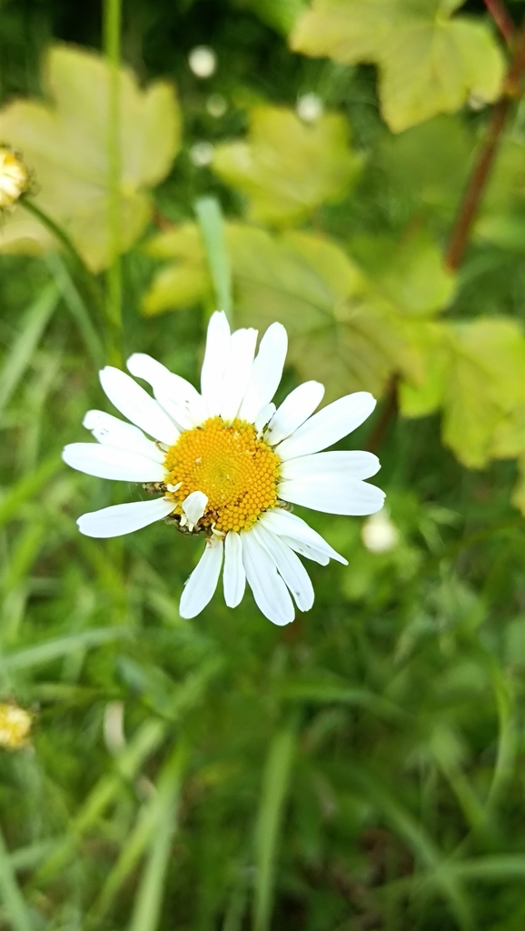 oxeye daisy from Sheffield S20, UK on June 5, 2023 at 11:03 AM by ...