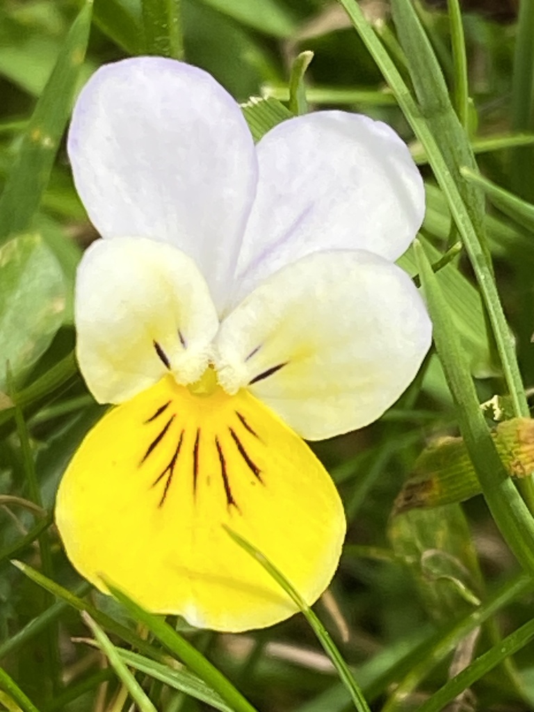 Wild Pansy from Vincent Lane, Dorking, England, GB on 05 June, 2023 at ...