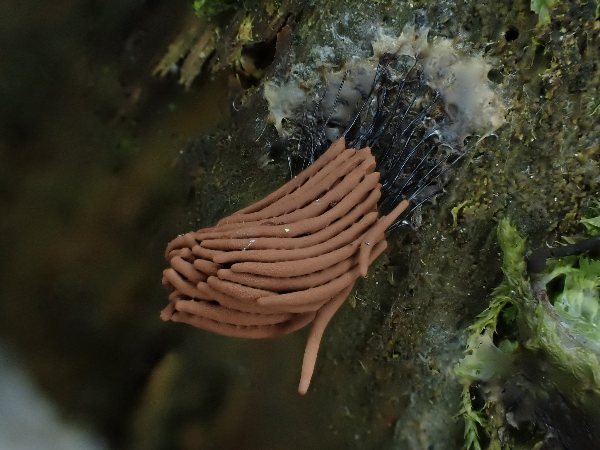 Stemonitis splendens Rostaf., 1874