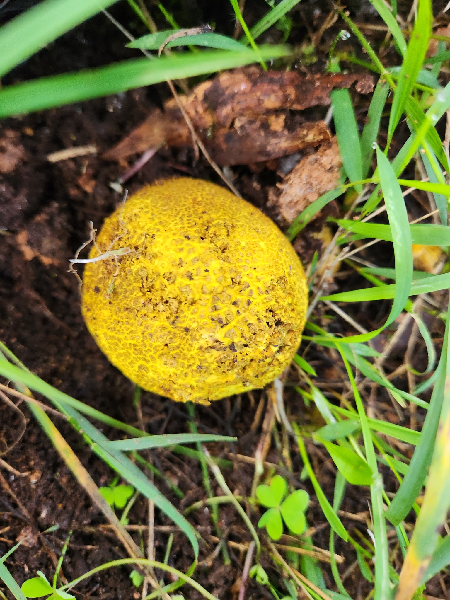 Scleroderma cepa Pers.