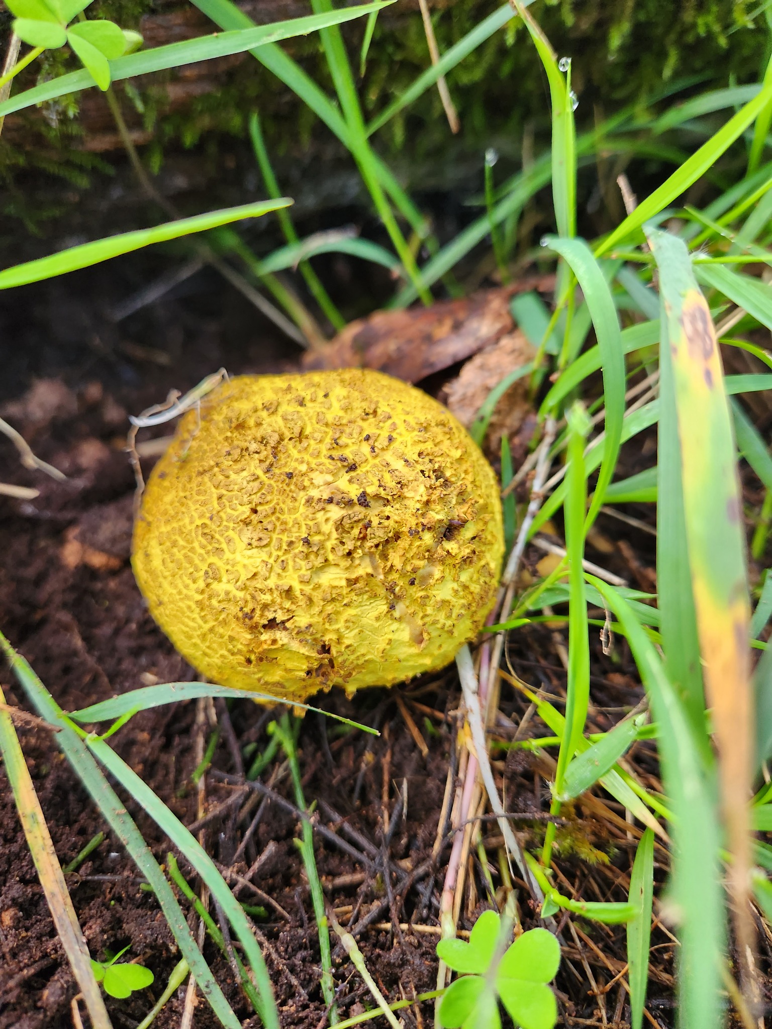 Scleroderma cepa Pers.