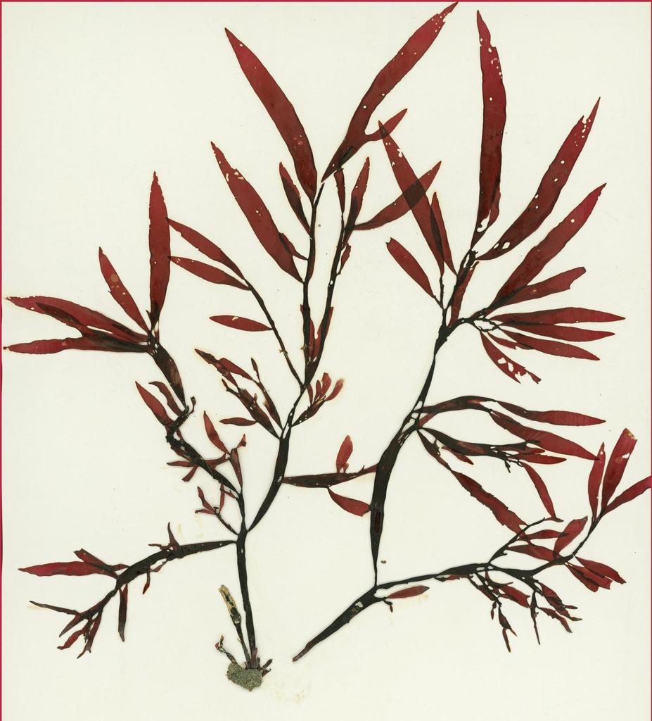 Prionitis lanceolata (Fungi and Lichen, Mosses, Liverworts, Red Algae ...