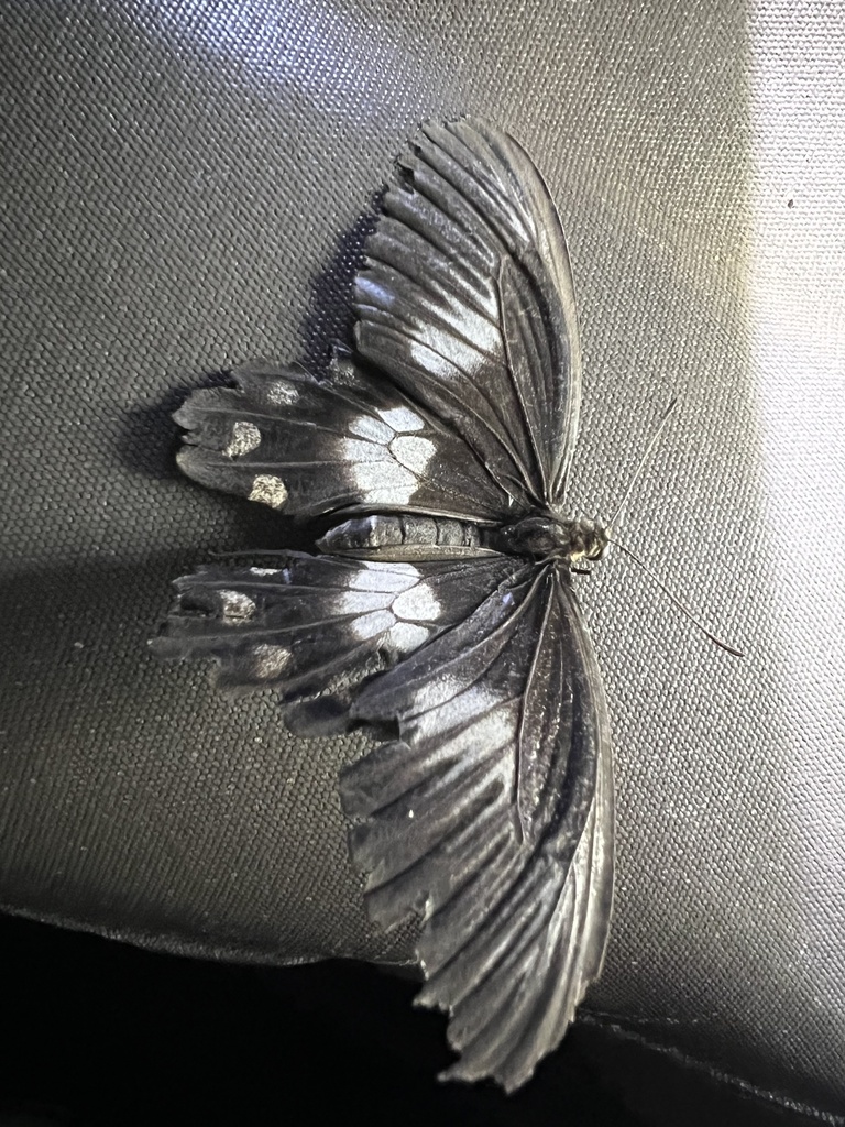 Red-bodied Swallowtail from Weipa Mapoon Rd, Mapoon, QLD, AU on June 5 ...