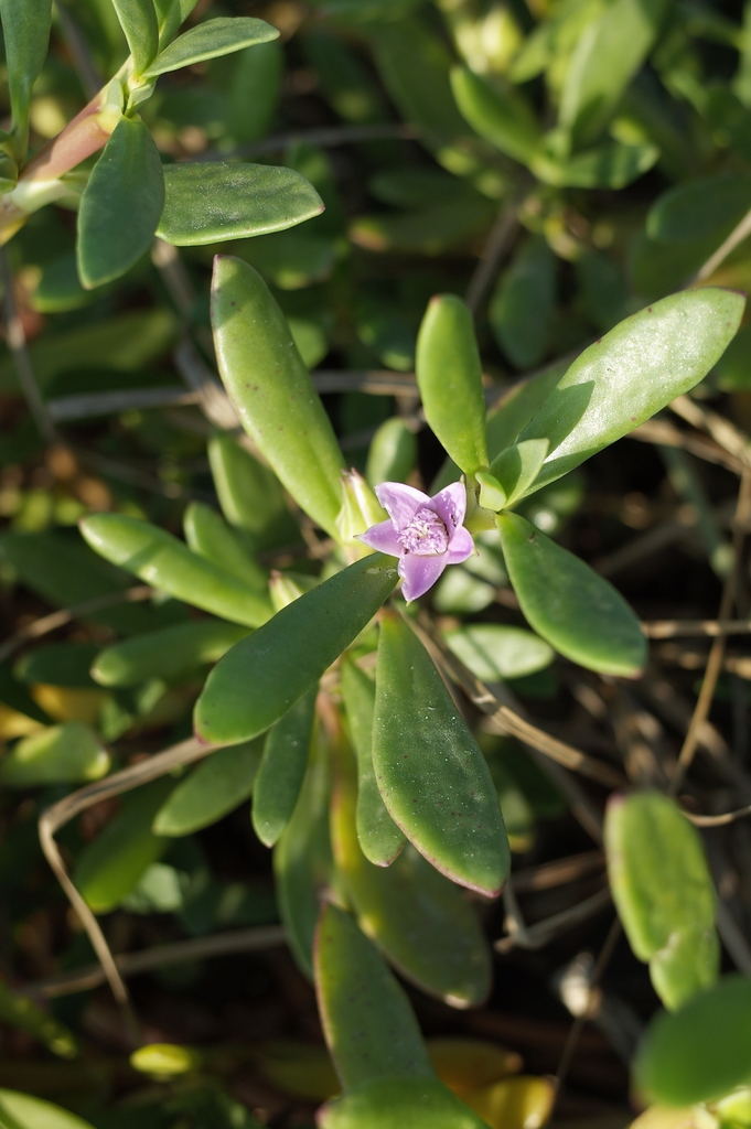 sea purslane from Yulin, Taiwan, Taiwan on November 18, 2018 at 03:20 ...